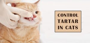 How to Control Tartar in Cats | VetSupply