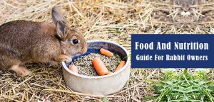 Food And Nutrition Guide For Rabbit Owners | VetSupply