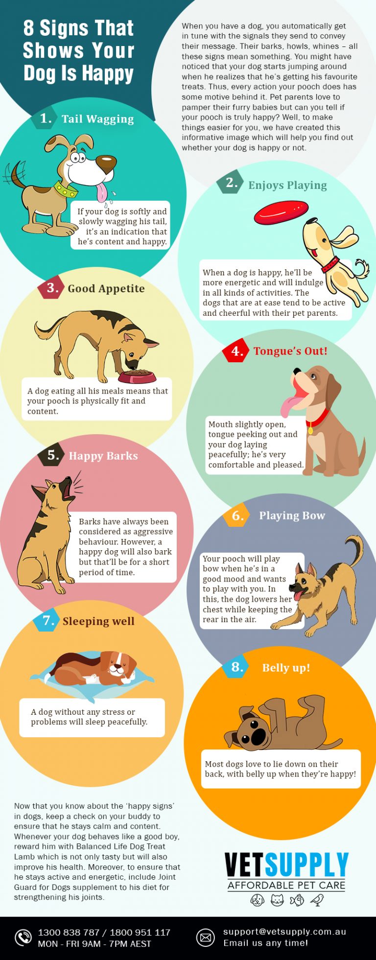 8 Signs That Shows Your Dog Is Happy
