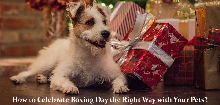 Boxing Day 2019 Sale- Box Pet Supplies at Exciting Price