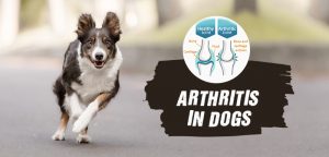 Arthritis in Dogs - All You Need To Know | VetSupply