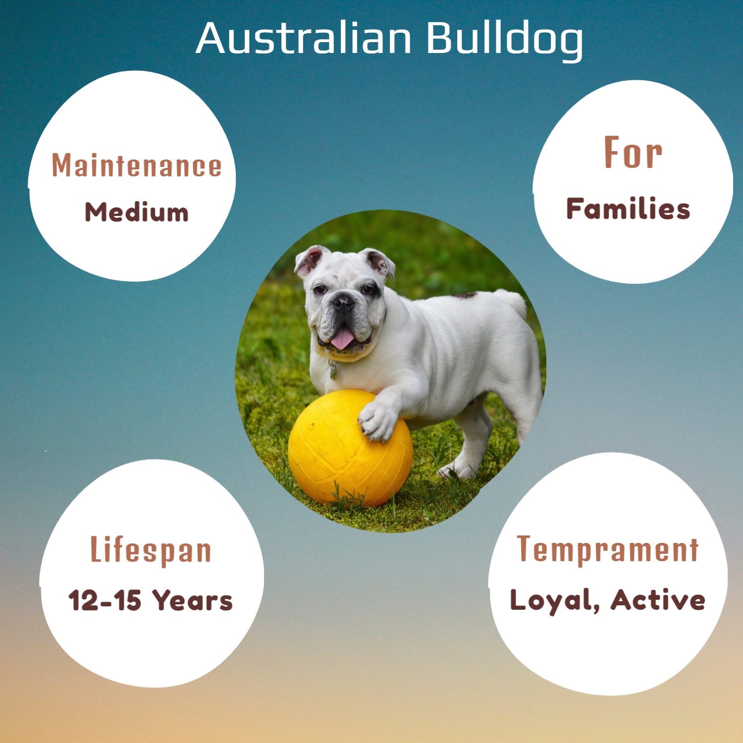 Top 7 Large Breed Dogs In Australia | VetSupply