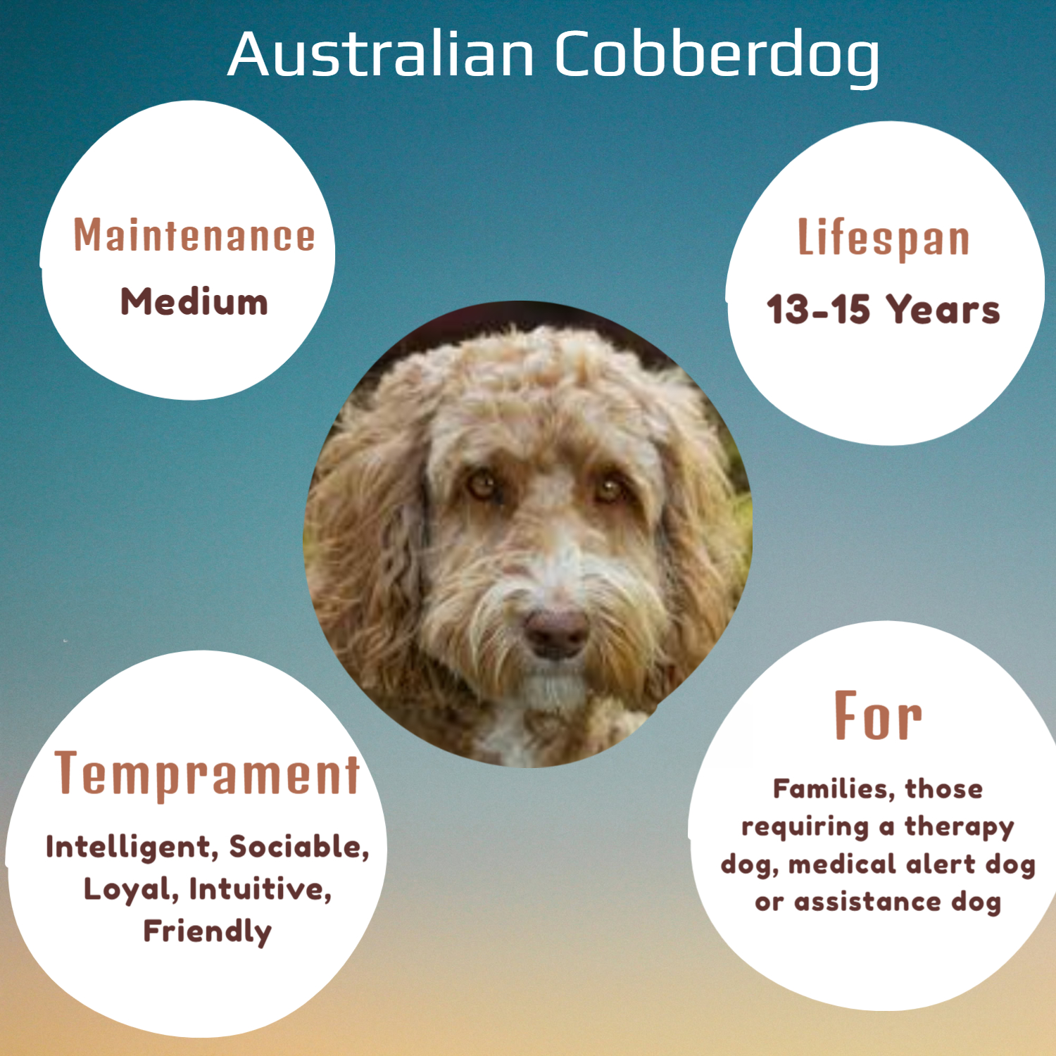 Top 7 Large Breed Dogs In Australia | VetSupply