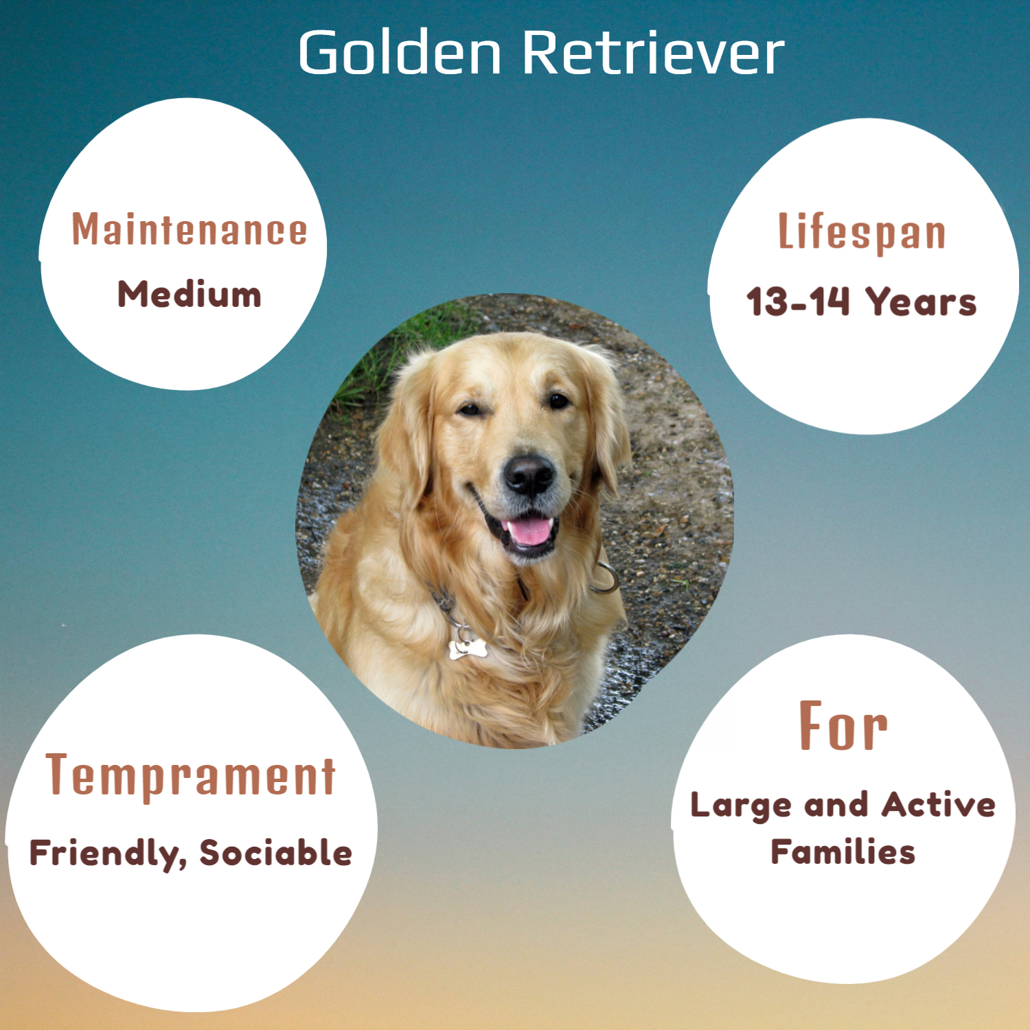 Top 7 Large Breed Dogs In Australia | VetSupply