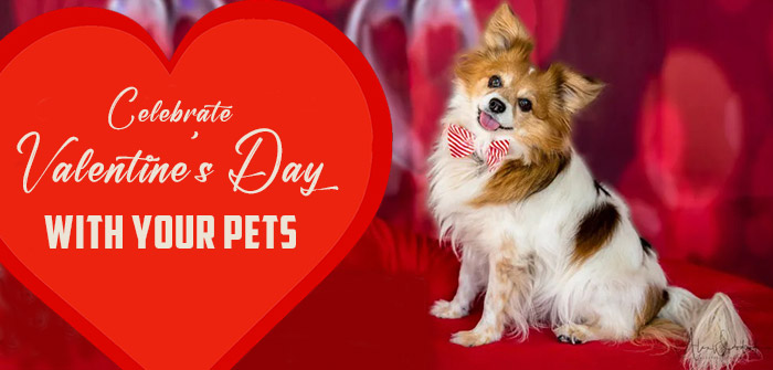 How to Celebrate this Valentine’s Day with Your Pets | VetSupply