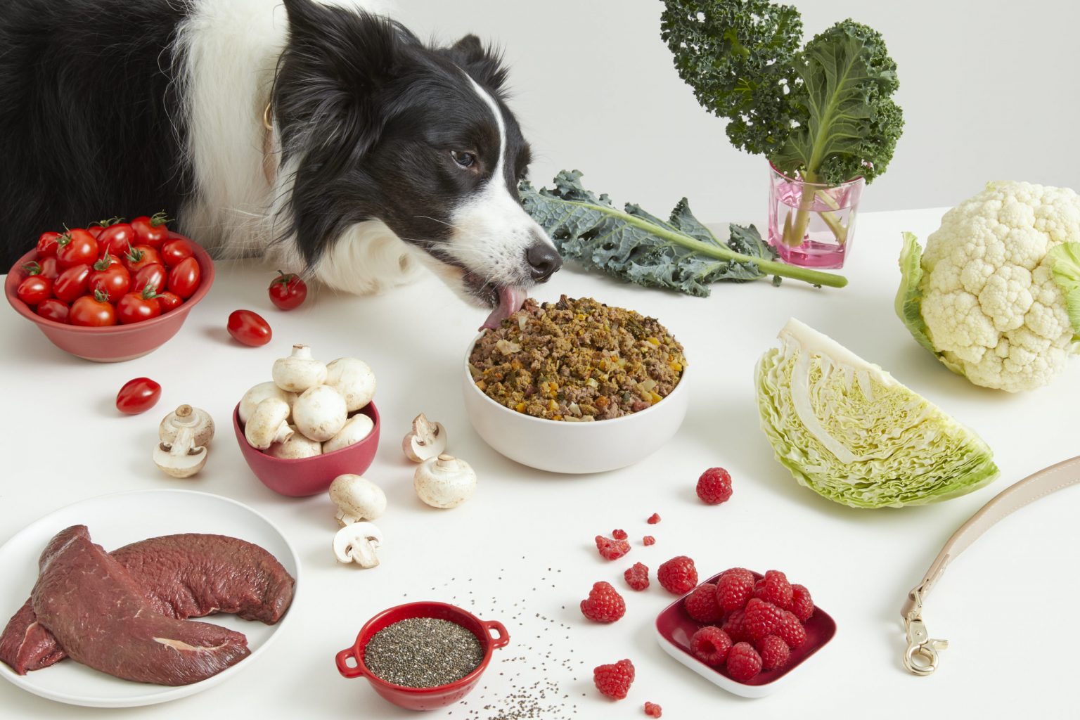 The most favourable food for dogs | VetSupply
