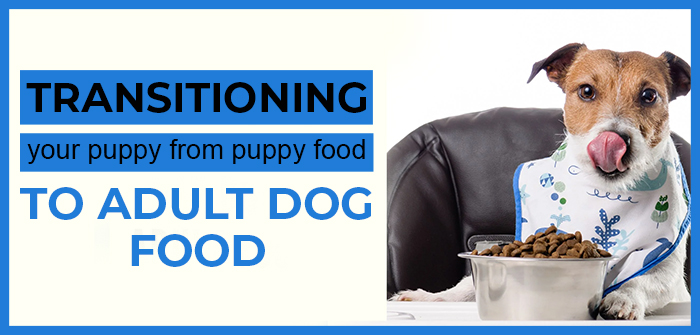 Transitioning your Puppy from Puppy food to Adult dog food – Flea and ...