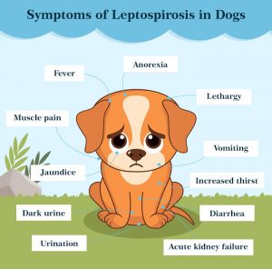 Leptospirosis in Dogs: What Every Pet Parent Should Know| VetSupply