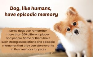 Fascinating Facts about Dogs – Know Your Pet! | VetSupply