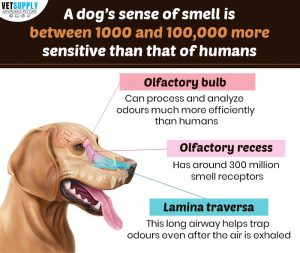 Fascinating Facts about Dogs – Know Your Pet! | VetSupply