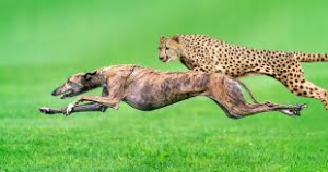 Fascinating Facts about Dogs – Know Your Pet! | VetSupply