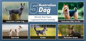 5 Australian Dog Breeds that Have Captured Hearts Globally | VetSupply