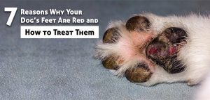 7 Reasons Why Your Dog’s Feet Are Red and How to Treat Them | VetSupply